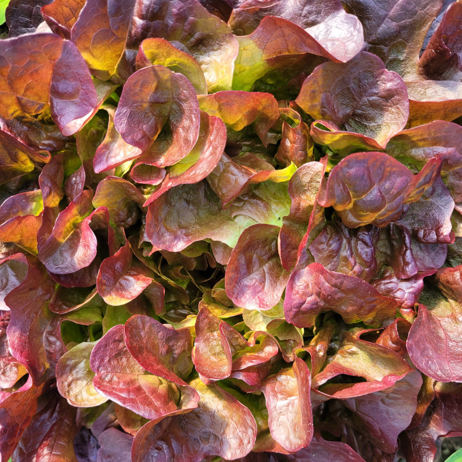 Bio Landwirtsbetrieb Hornen — Salat / Sprossen